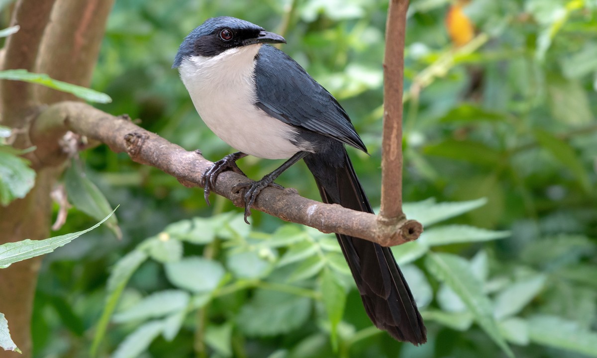 Blue-and-white Mockingbird - Melanotis hypoleucus - Birds of the World