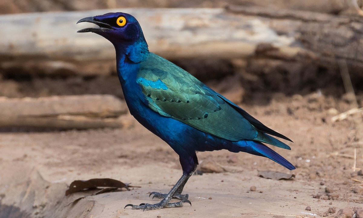 Purple Starling - Lamprotornis purpureus - Birds of the World