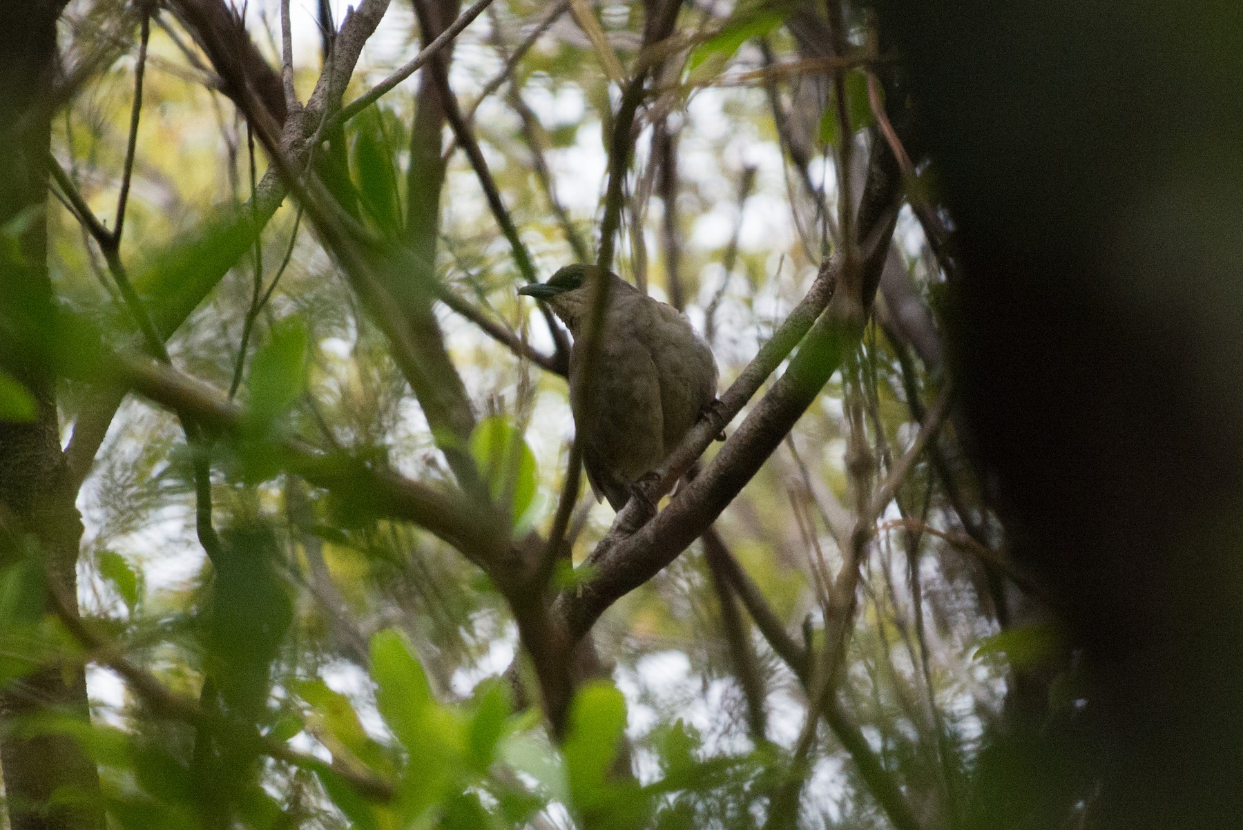 Rusty-winged Starling - eBird