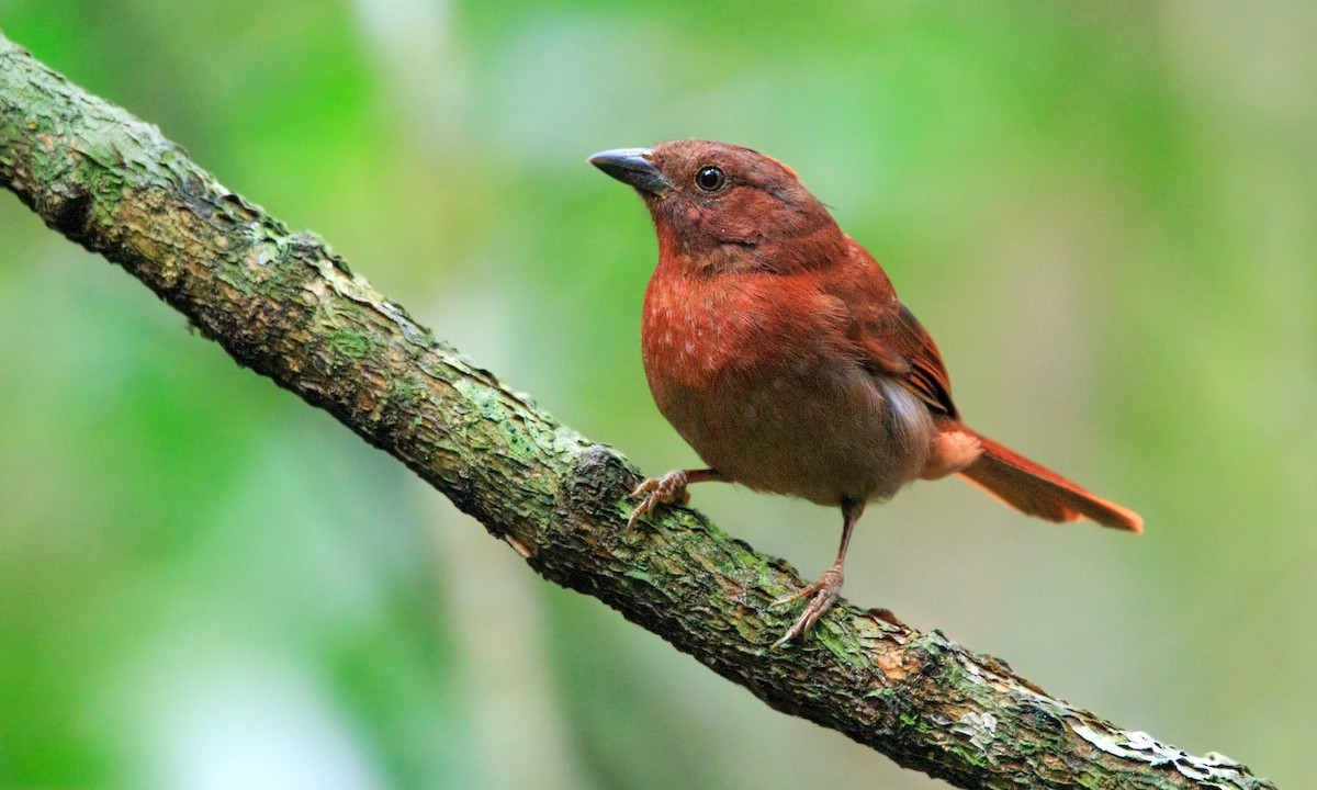 Red-crowned Ant-Tanager - Habia rubica - Birds of the World