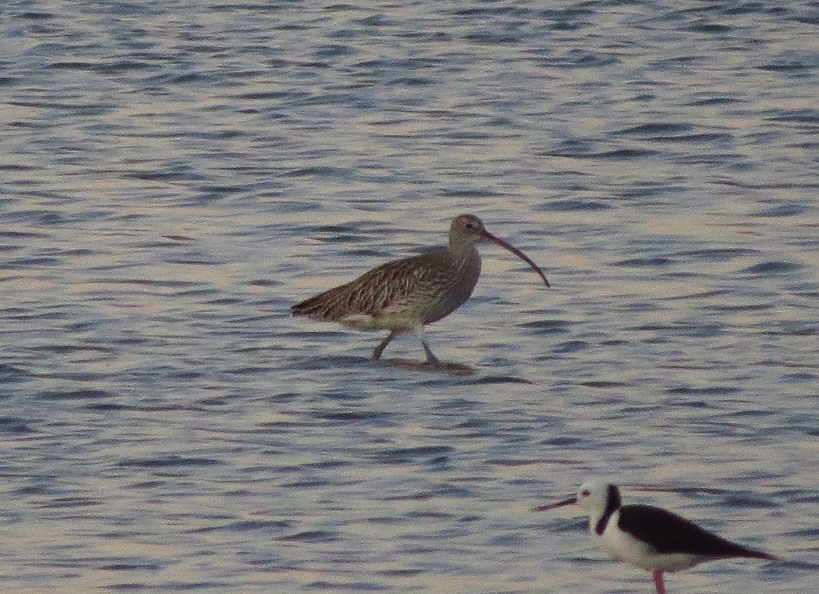 eBird Checklist - 5 Nov 2016 - Point Douro - 45 species