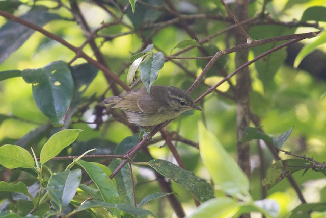 Photos - Guadalcanal White-eye - Zosterops oblitus - Birds of the World