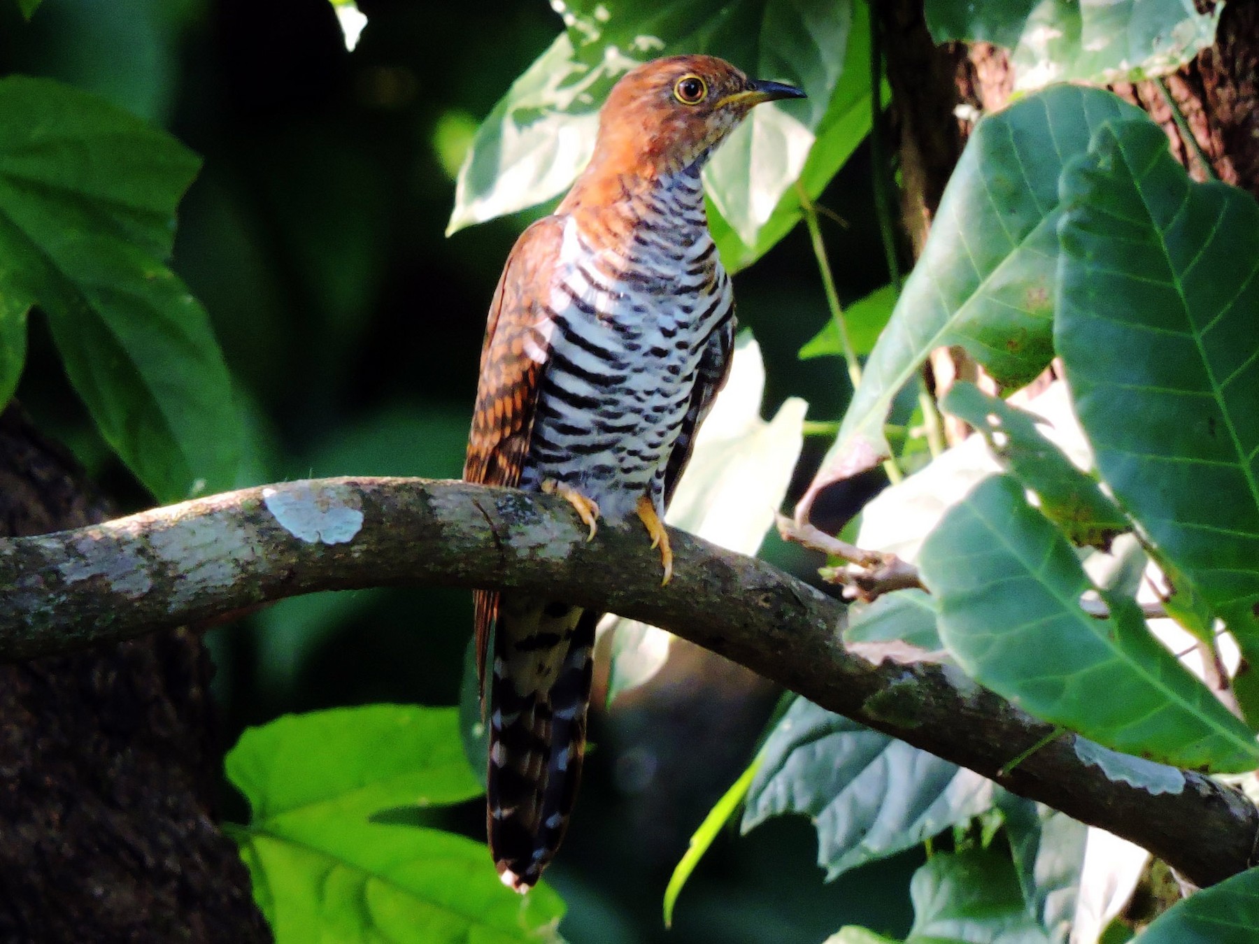 Lesser Cuckoo - eBird