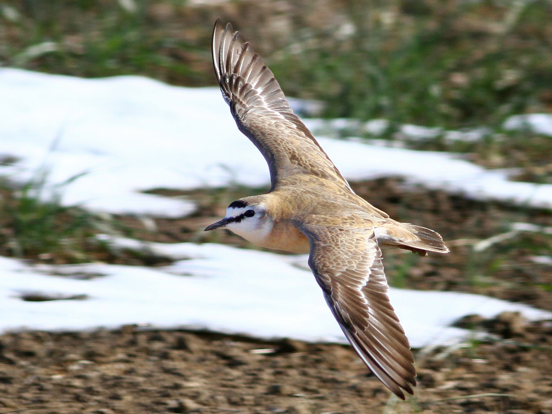 Mountain Plover - eBird