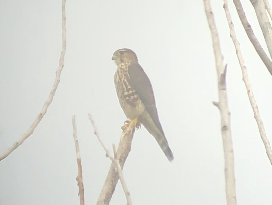 eBird Checklist - 13 Oct 2019 - Union Bay Natural Area/Montlake Fill ...