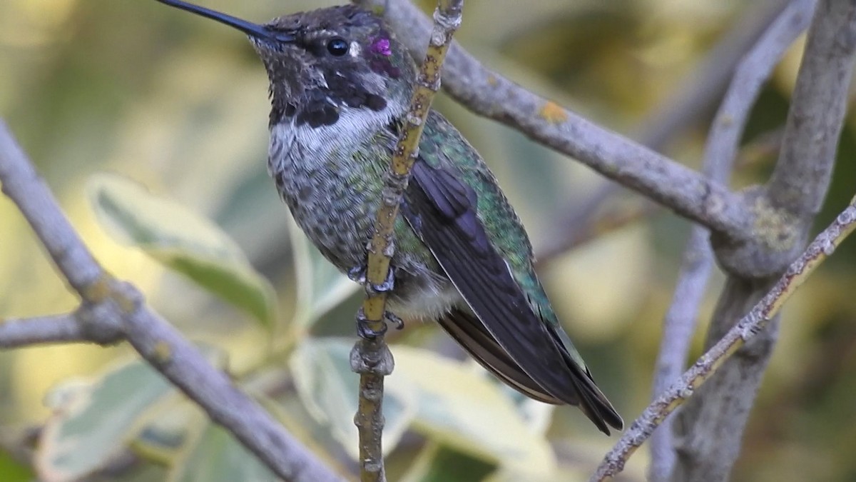eBird Checklist - 11 Oct 2019 - my backyard - 23 species