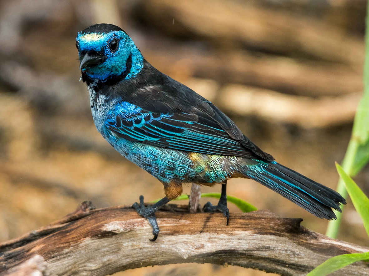 Tangara Velia - eBird