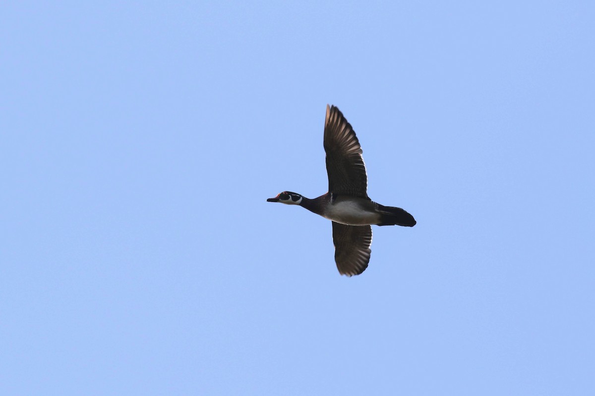 eBird Checklist - 14 Oct 2019 - Snake Den State Park - 38 species