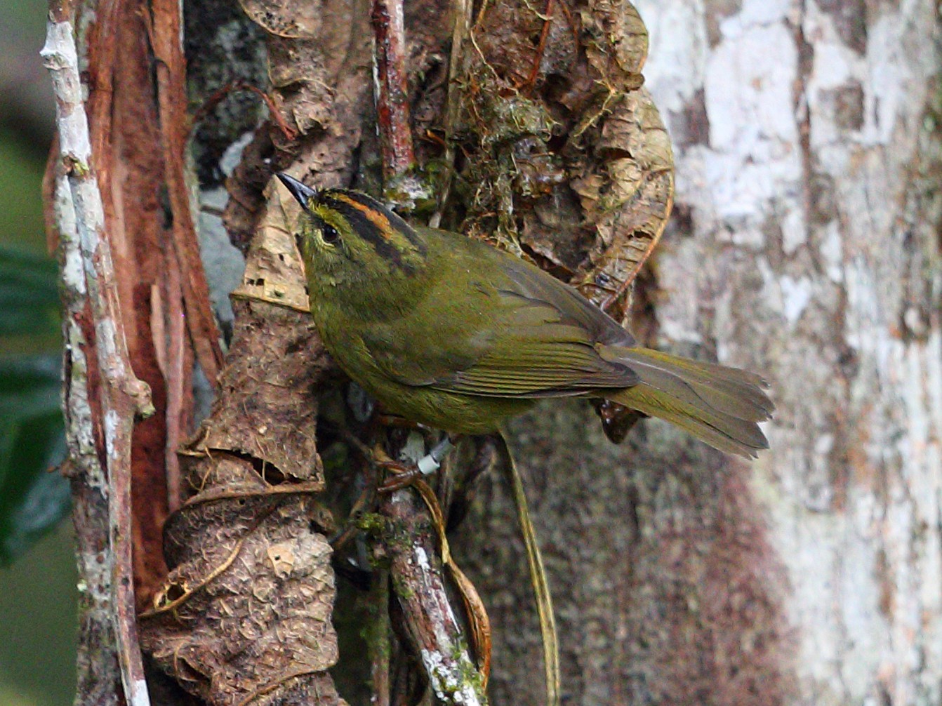 Two-banded Warbler - eBird