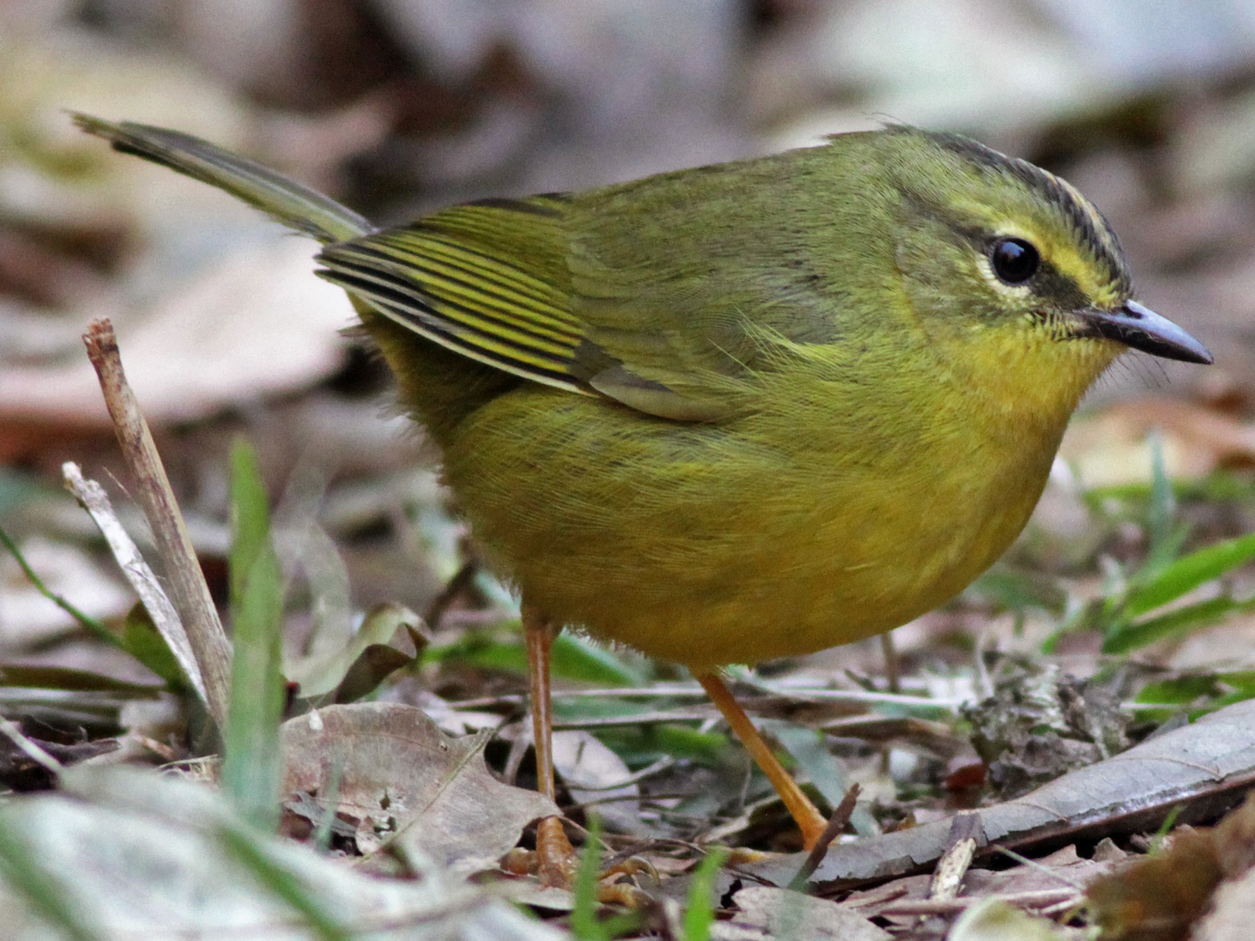 Two-banded Warbler - eBird