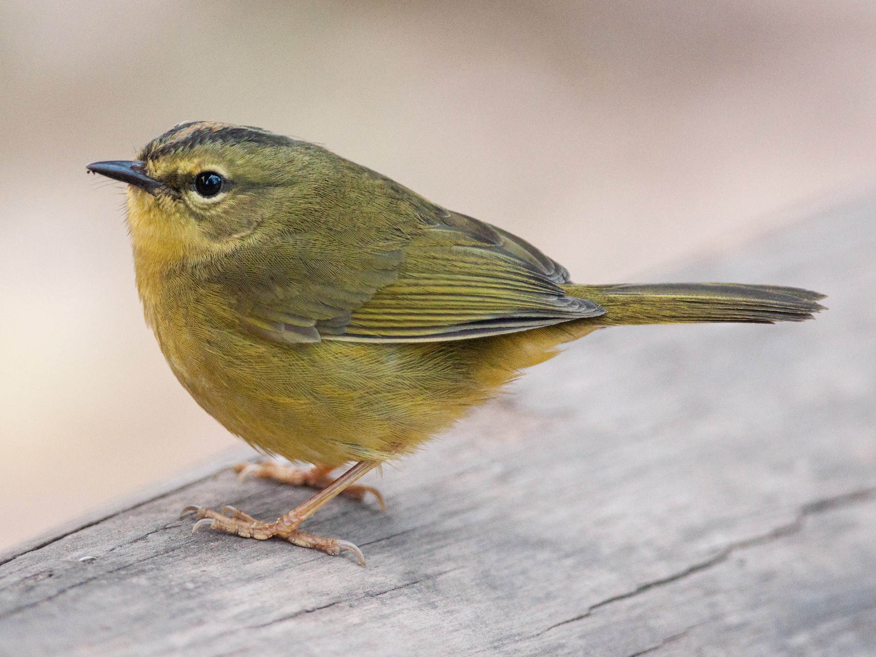 Two-banded Warbler - eBird
