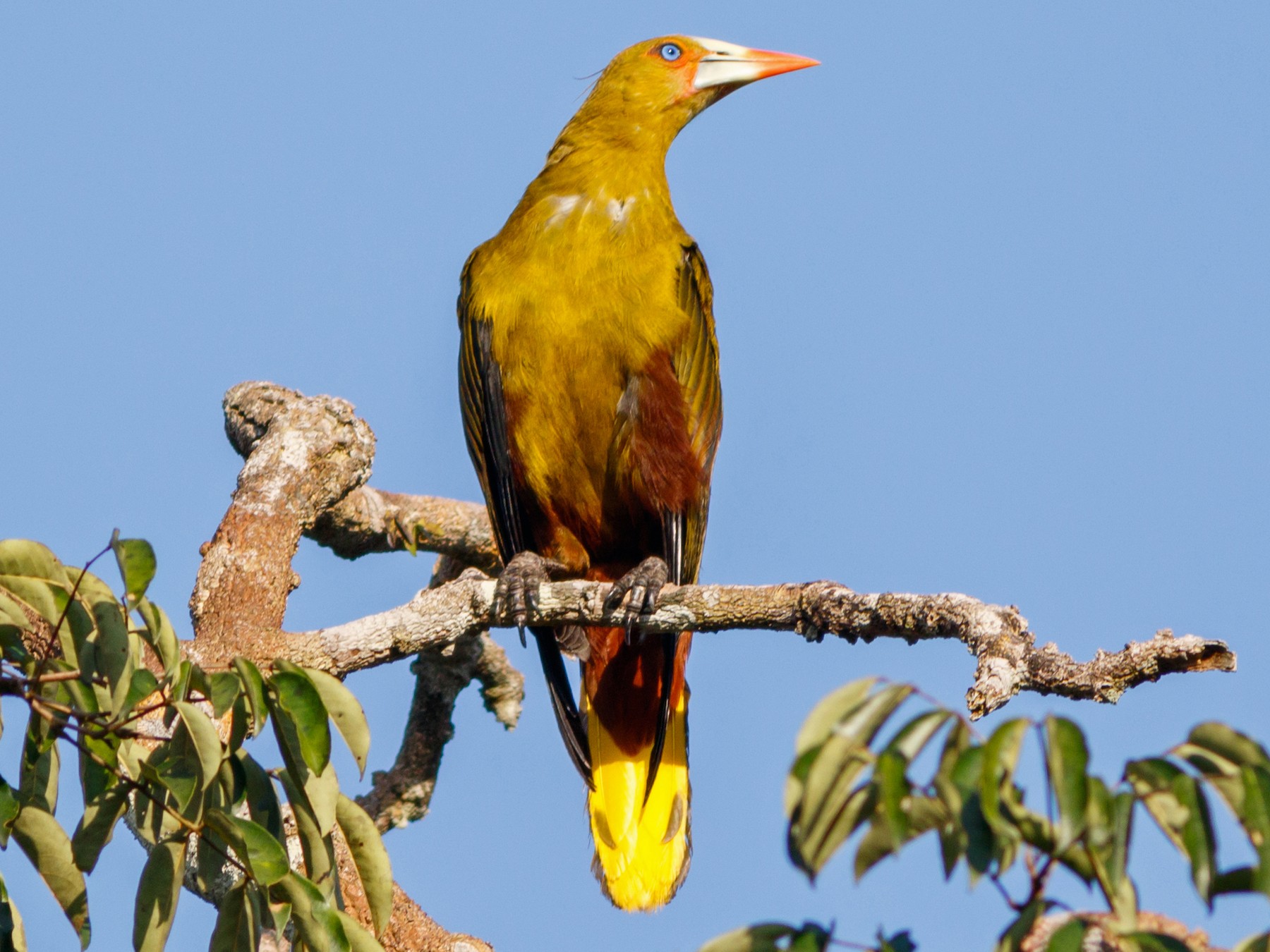 Conoto Verde - eBird