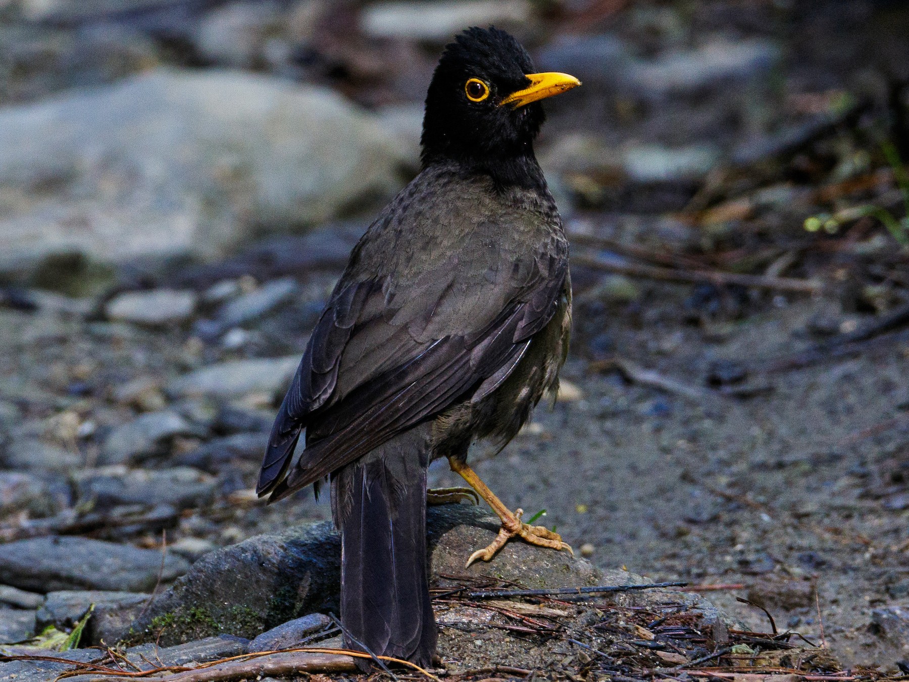 Black-hooded Thrush - eBird