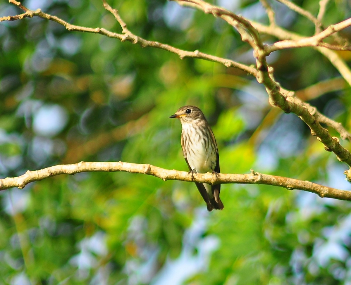 eBird Checklist - 23 Oct 2013 - Matansa Dr., northeast of Marianas ...