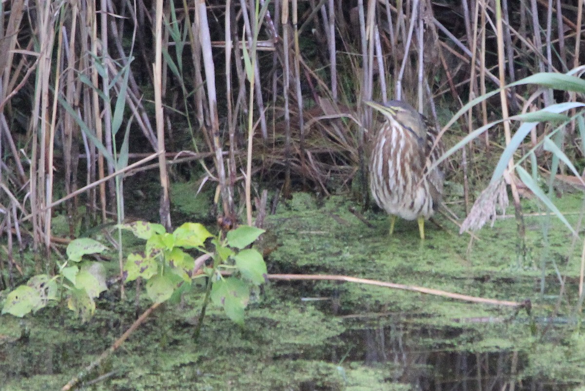 eBird Checklist - 14 Oct 2019 - Norman Bird Sanctuary - 50 species