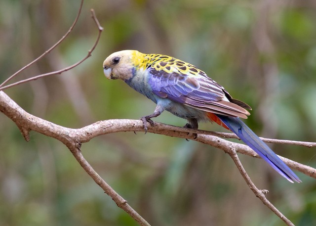 Pale Headed Rosella