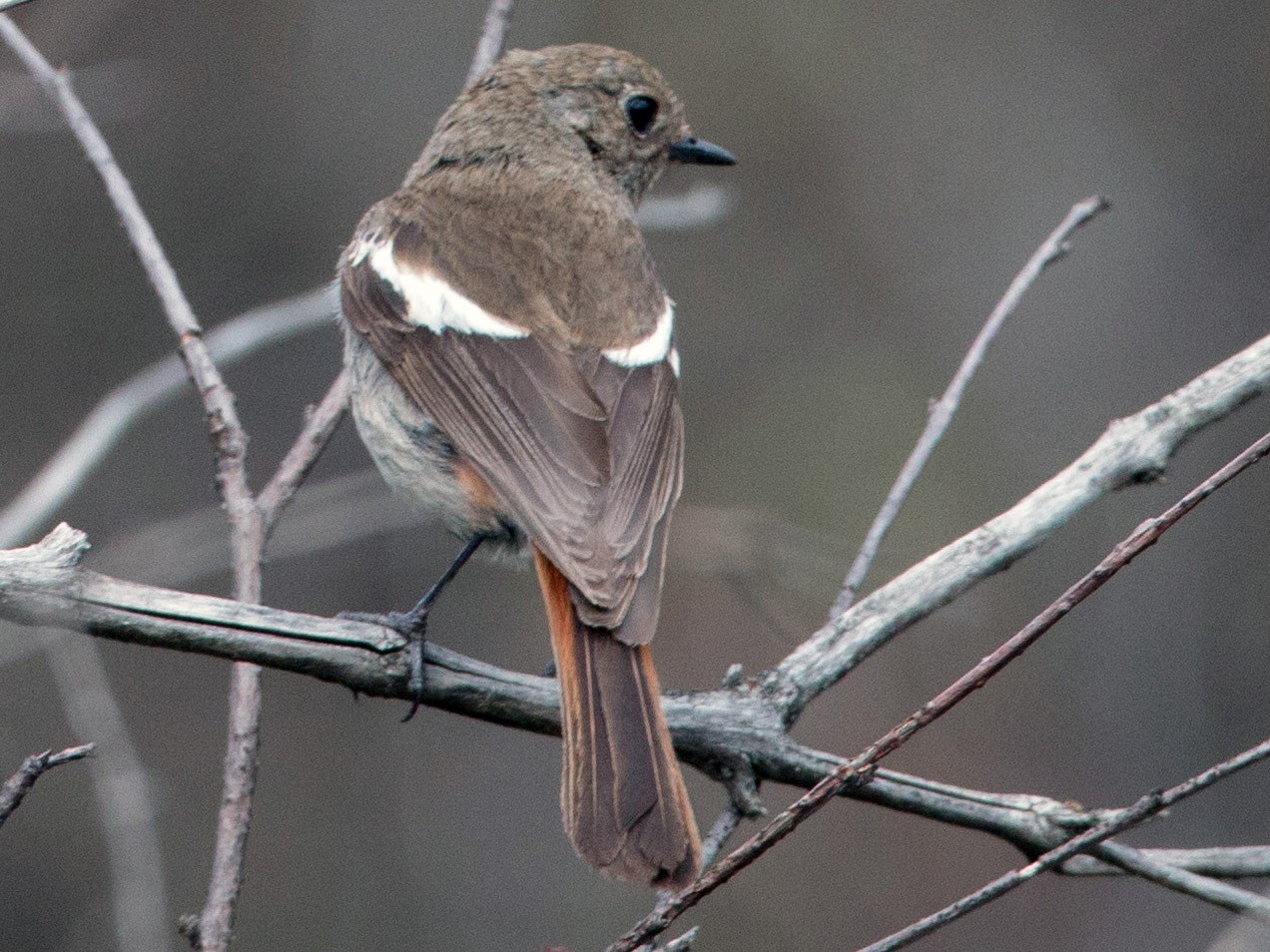 White-throated Redstart - eBird