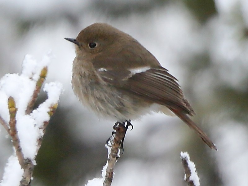White-throated Redstart - eBird