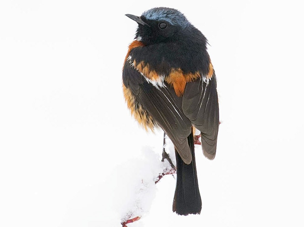 White-throated Redstart - eBird