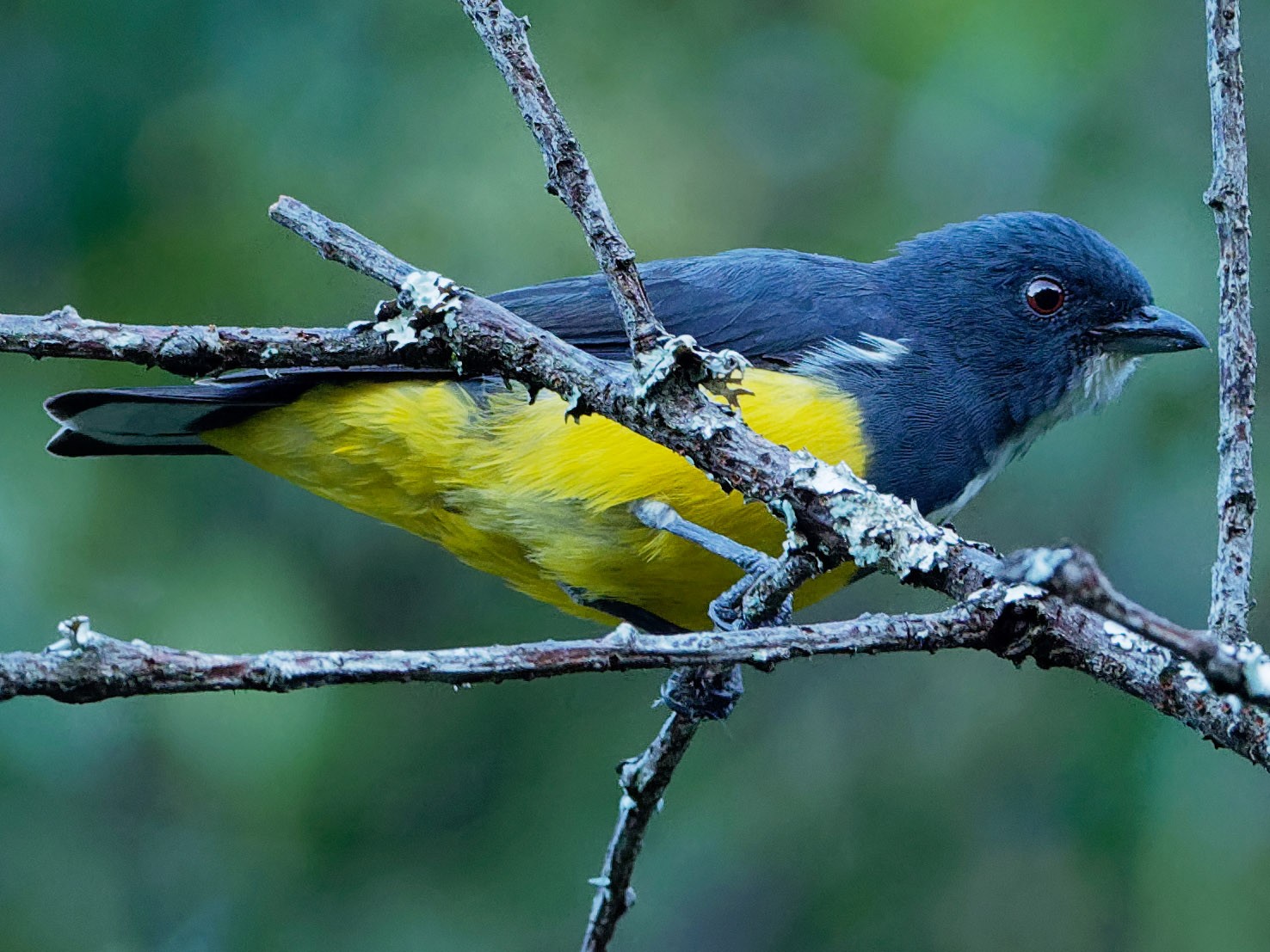Yellow-bellied Flowerpecker - eBird
