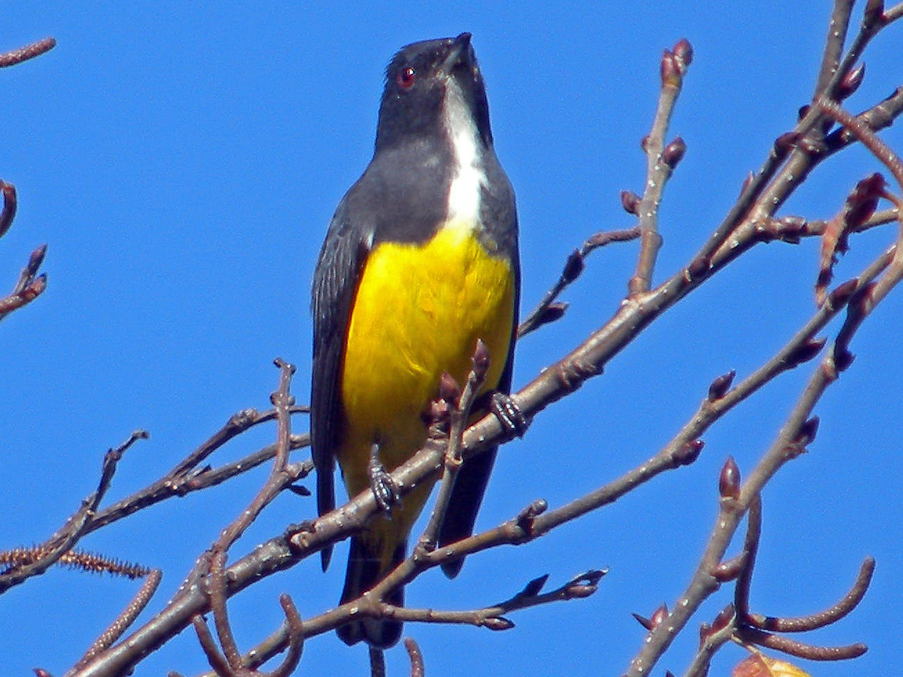 Yellow-bellied Flowerpecker - eBird
