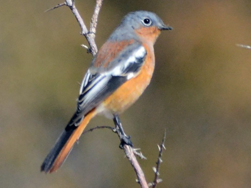 Ala Shan Redstart - eBird