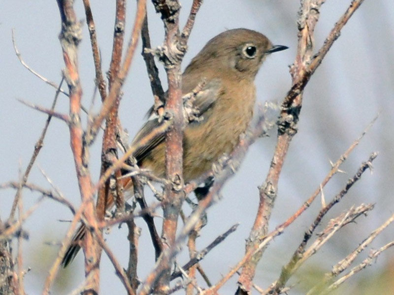 Ala Shan Redstart - eBird