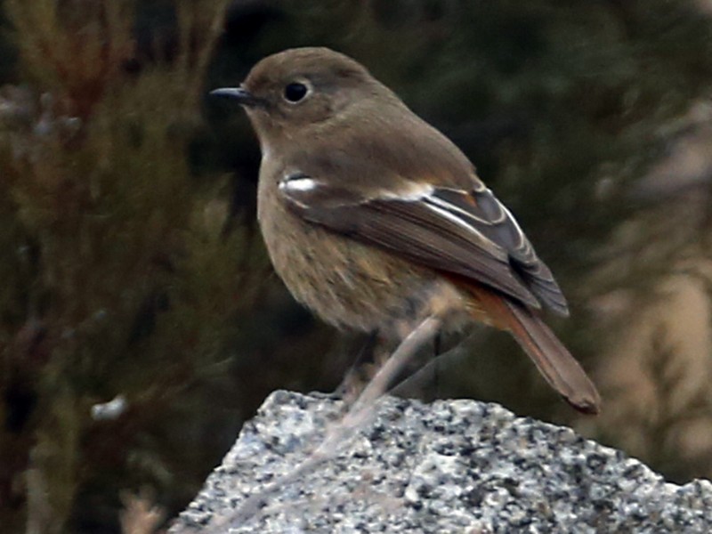 Ala Shan Redstart - eBird