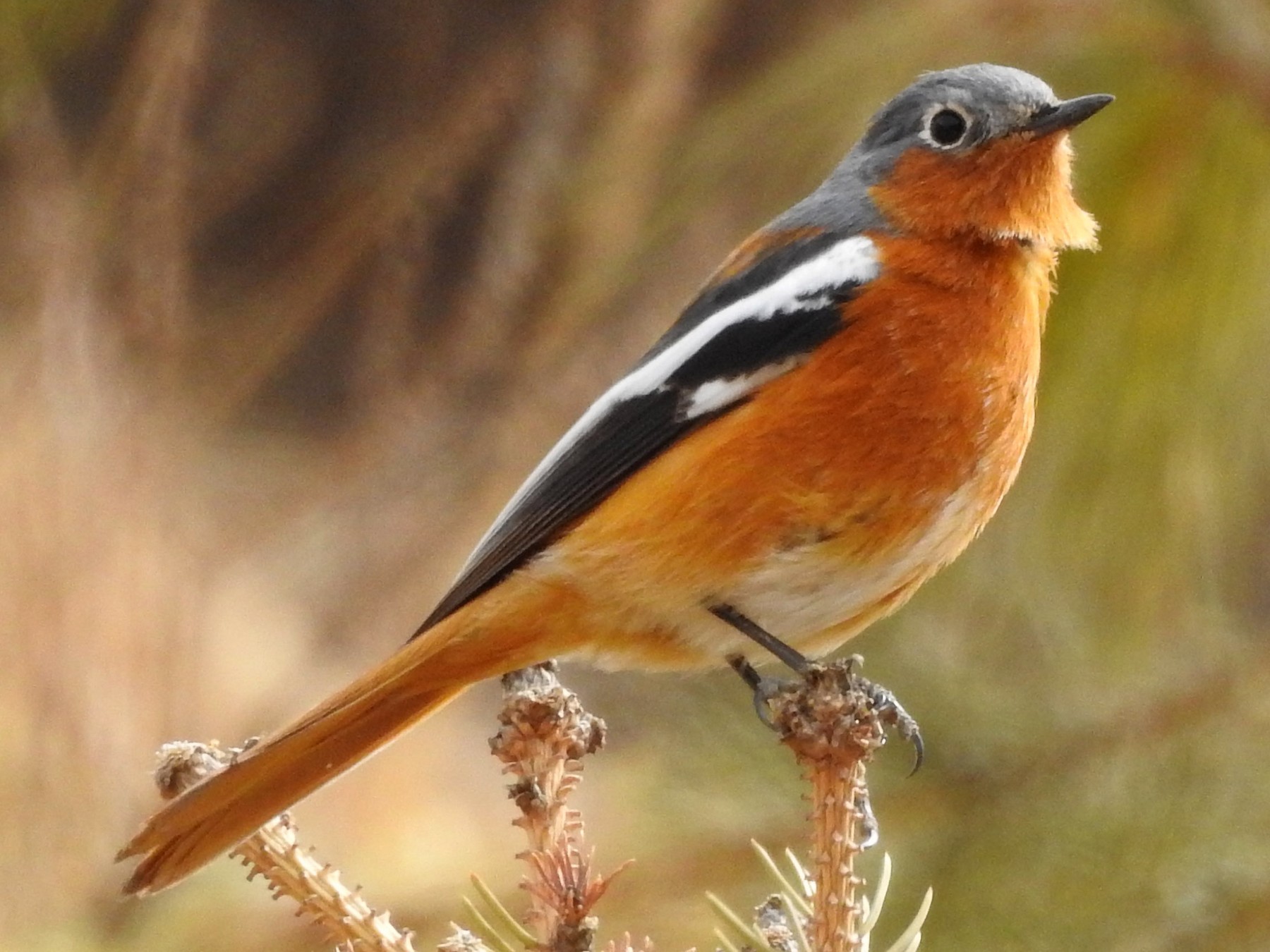 Ala Shan Redstart - eBird