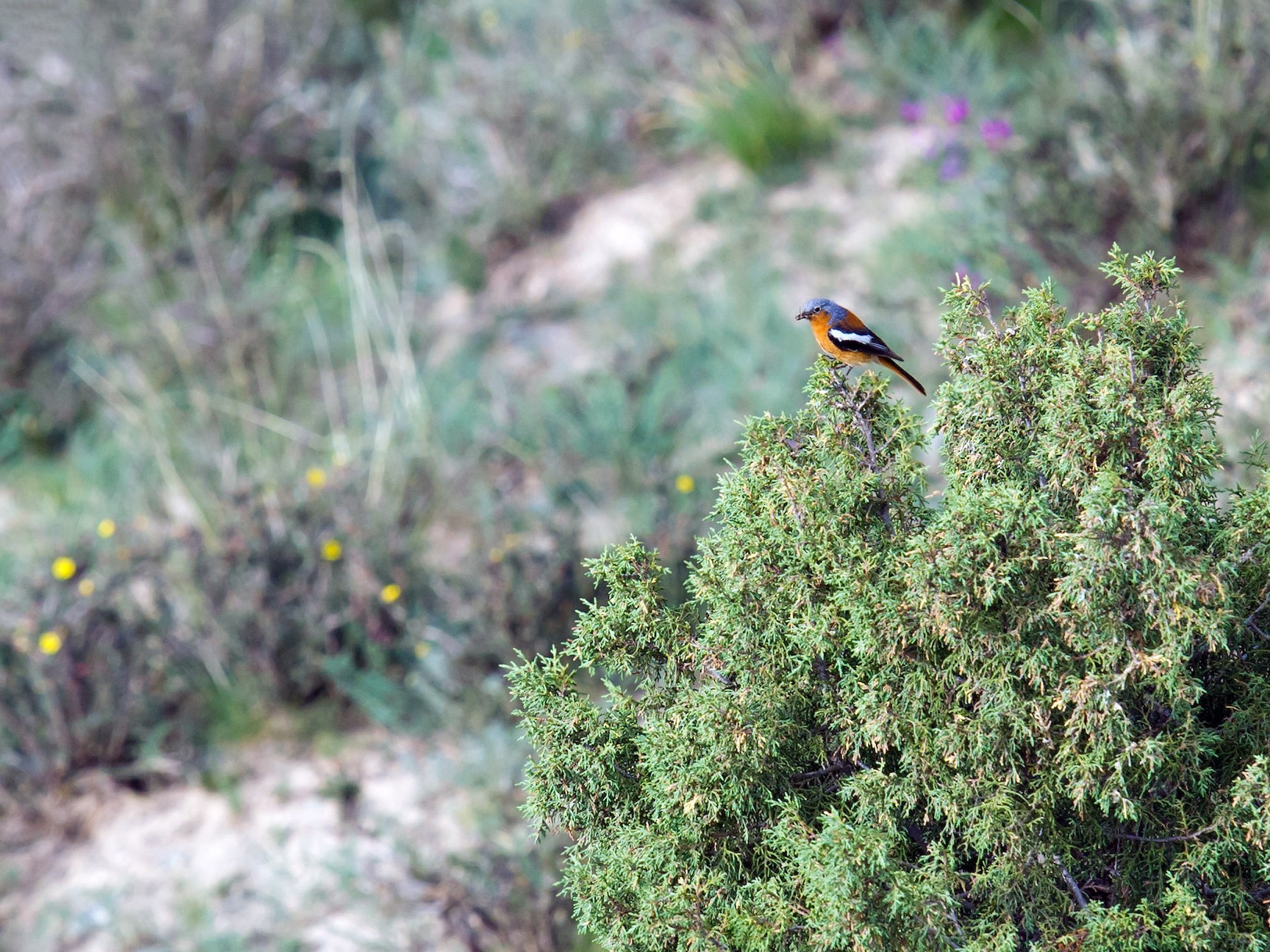 Ala Shan Redstart - eBird
