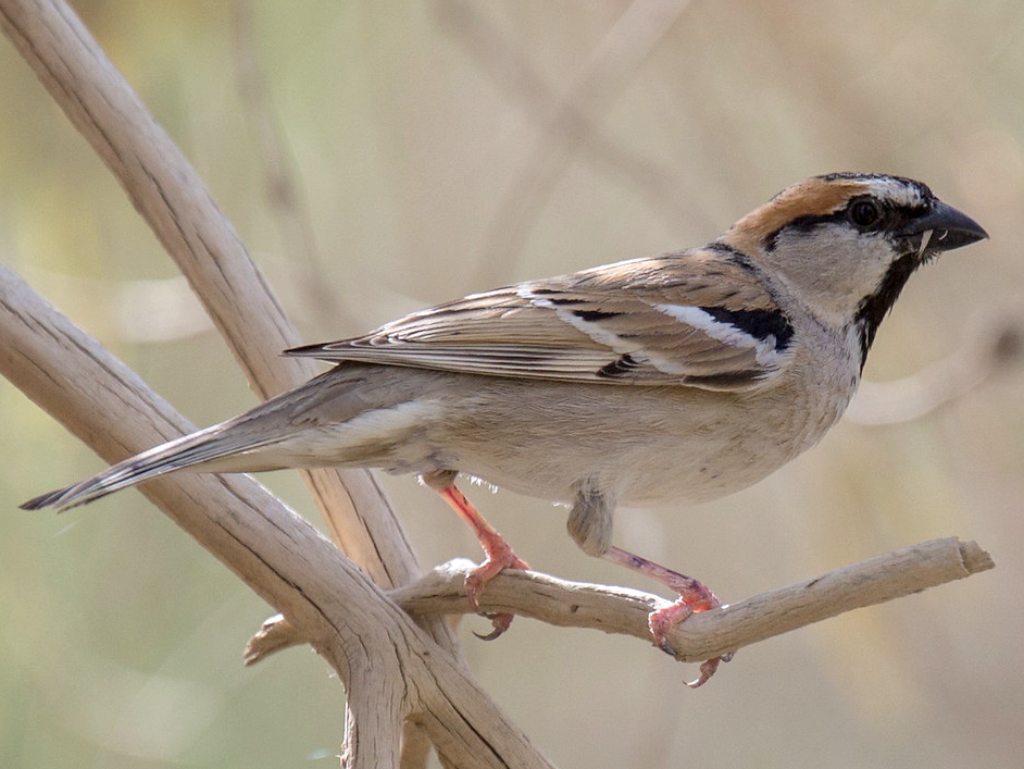 Saxaul Sparrow - eBird