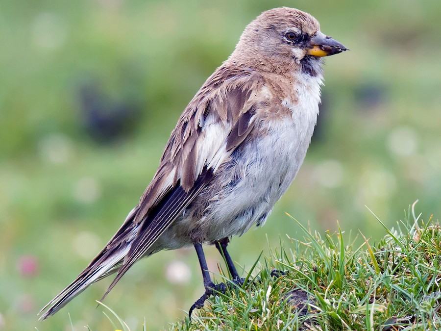 Tibetan Snowfinch - eBird