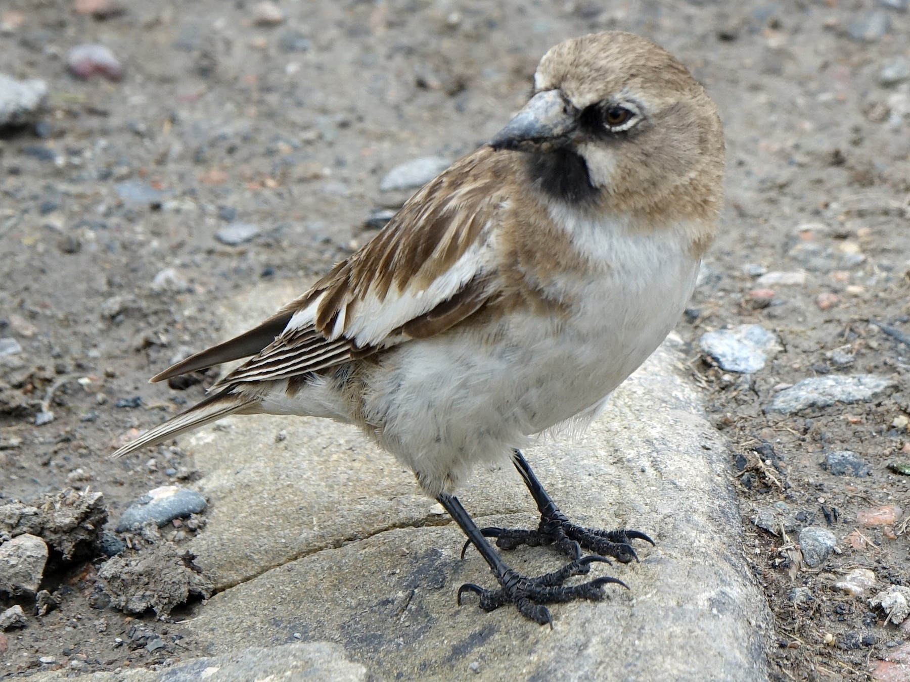 Henri's Snowfinch - eBird