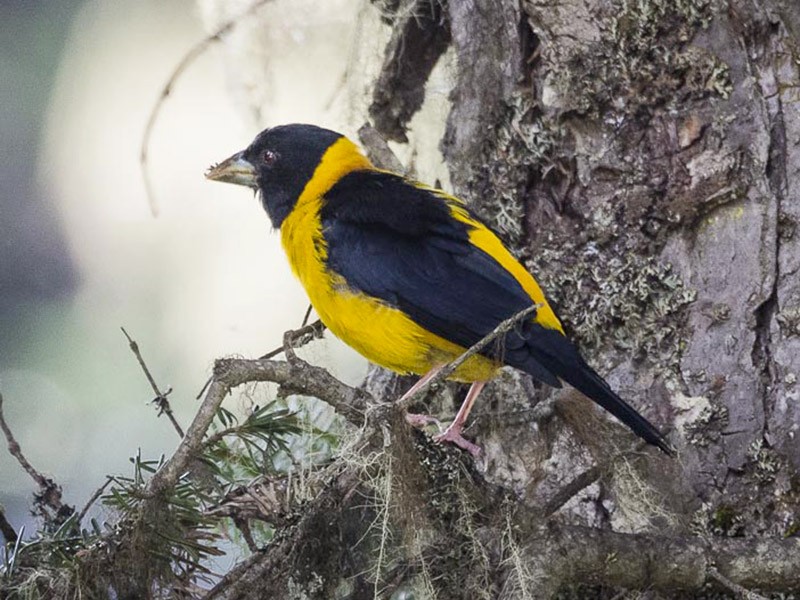 Collared Grosbeak - eBird