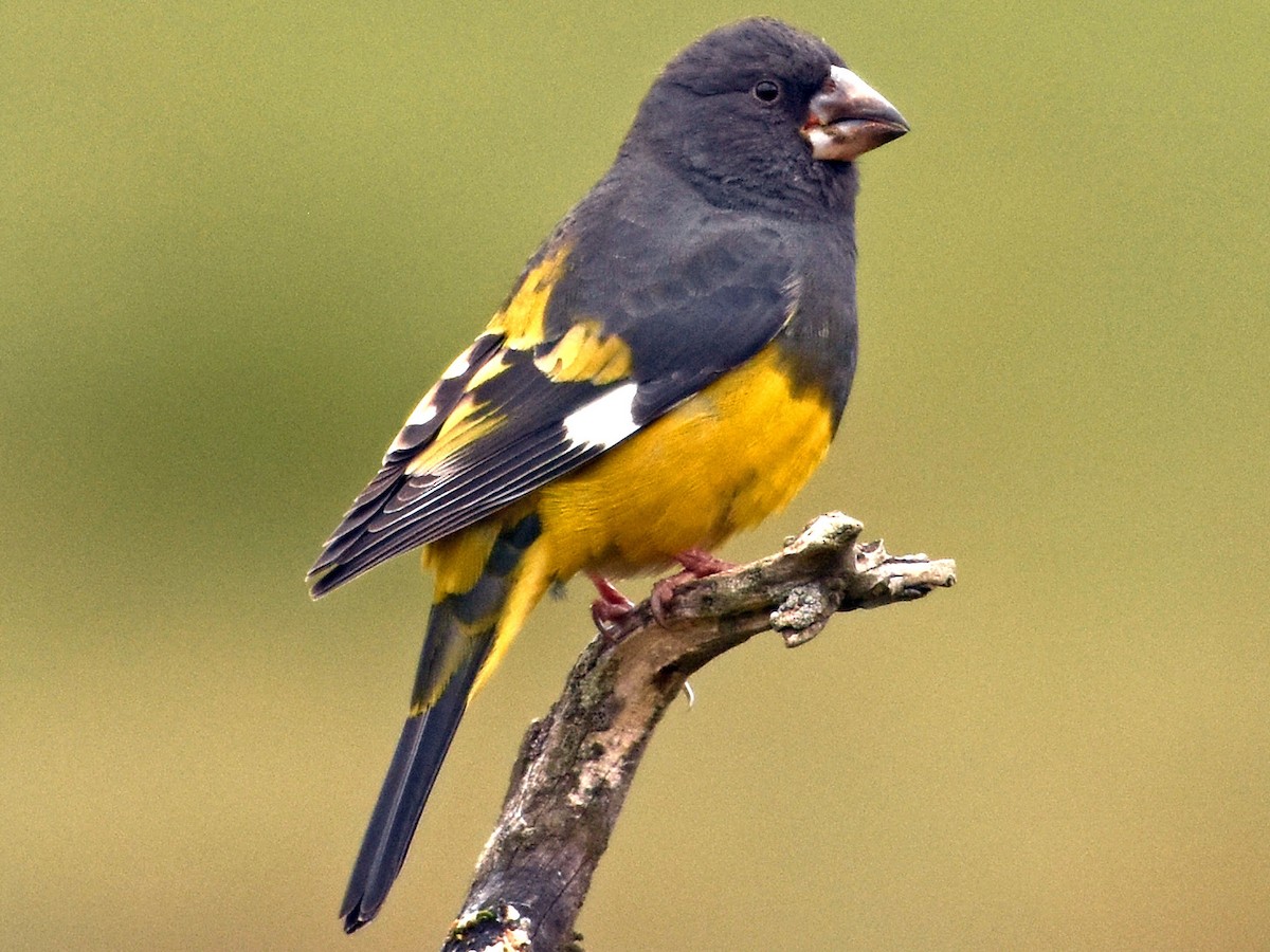 White-winged Grosbeak - Mycerobas carnipes - Birds of the World