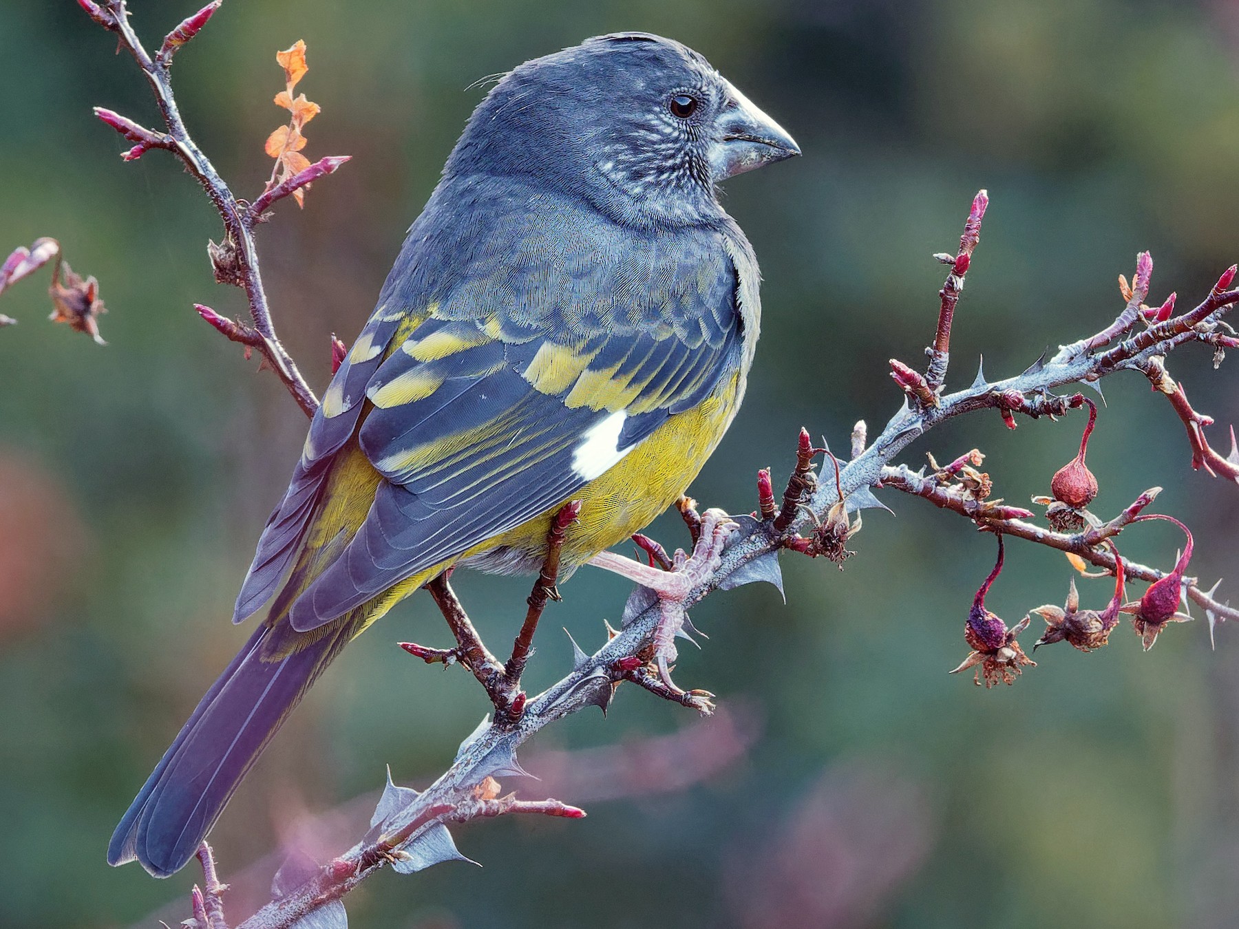 White-winged Grosbeak - eBird