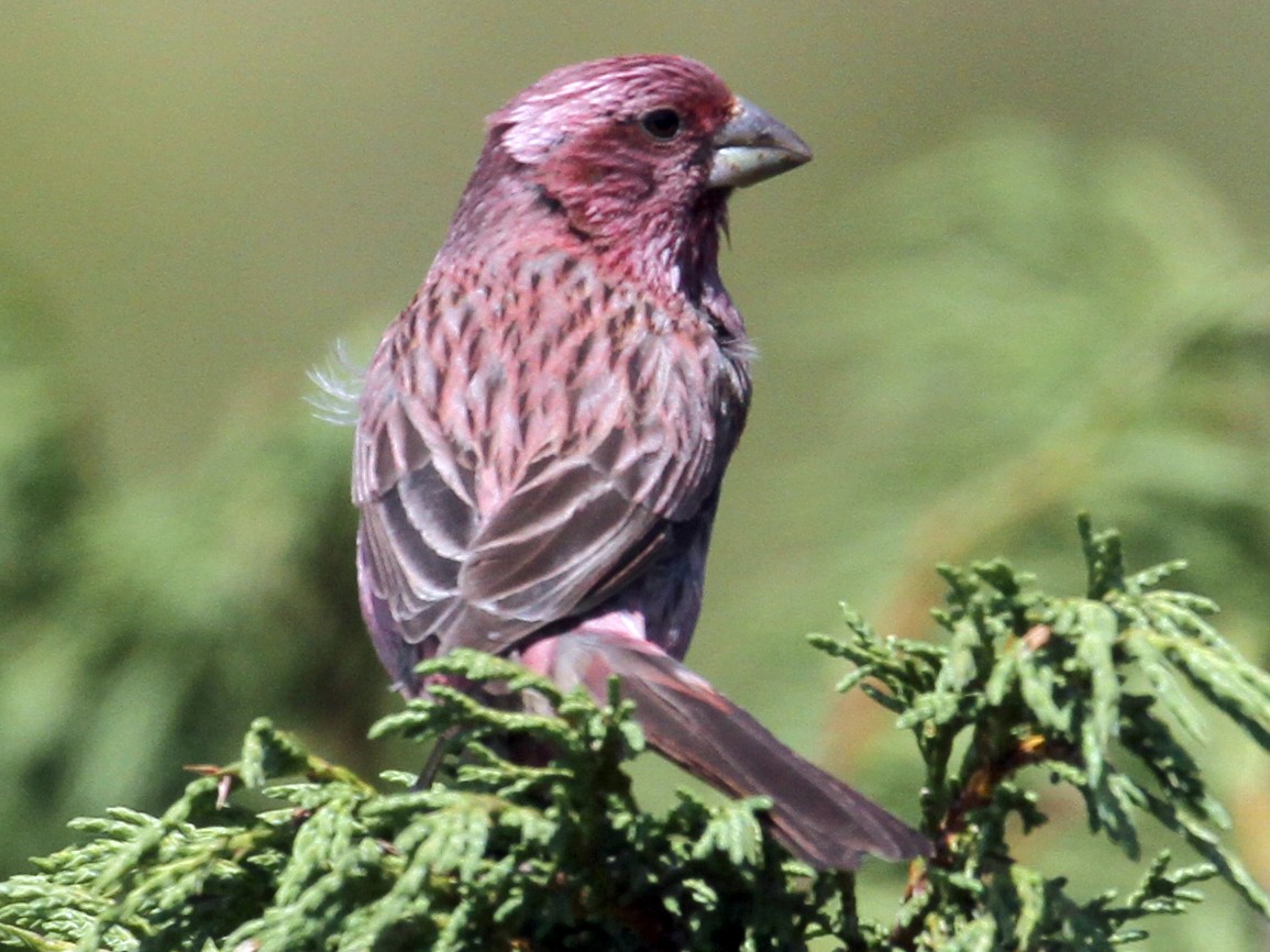 Red-mantled Rosefinch - eBird