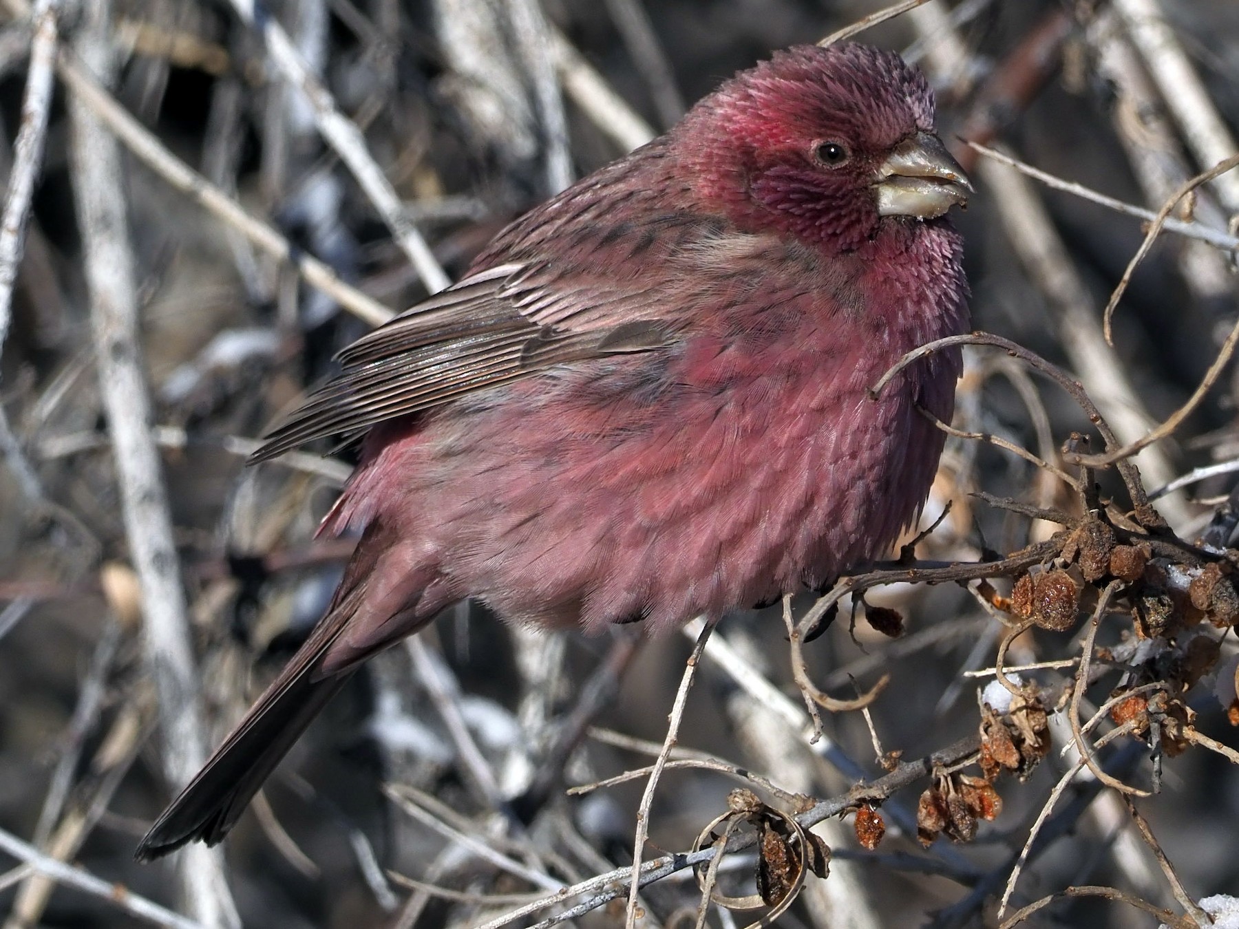Red-mantled Rosefinch - eBird