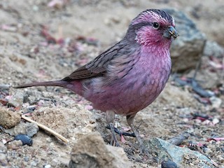 Himalayan Beautiful Rosefinch - eBird