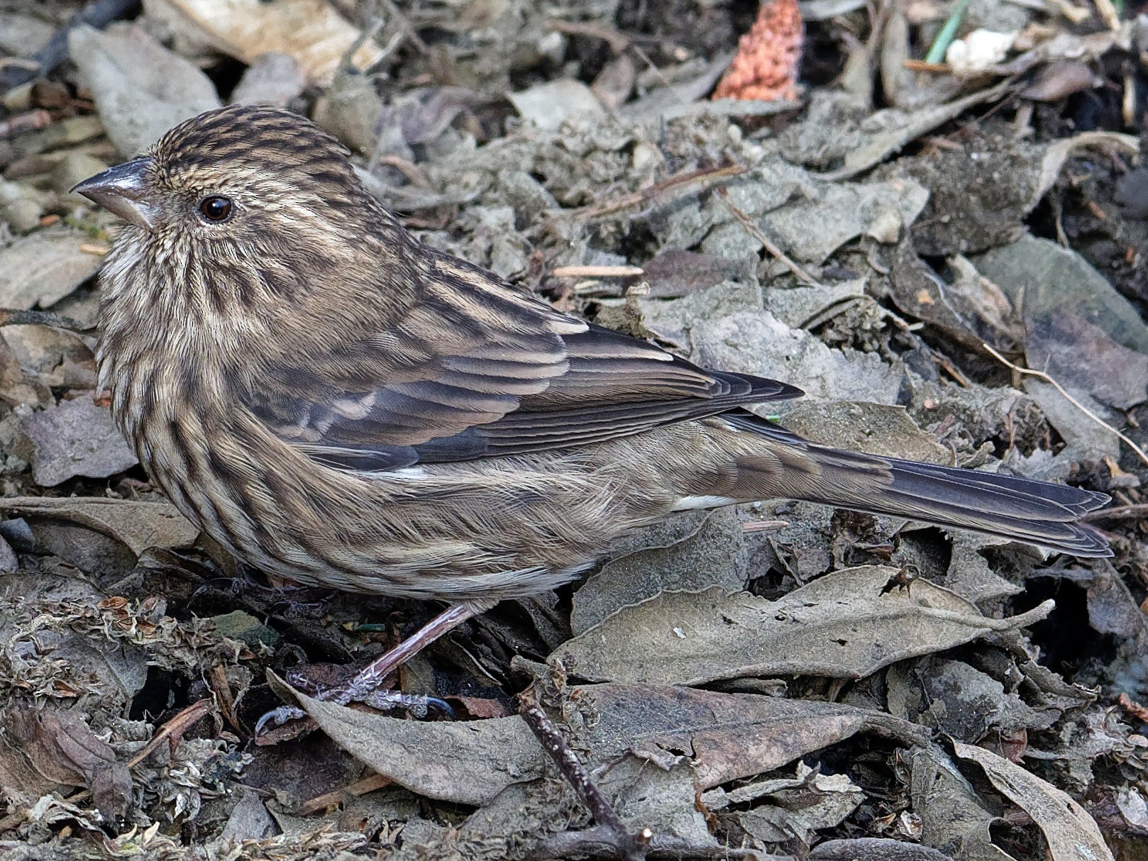 Himalayan Beautiful Rosefinch - eBird
