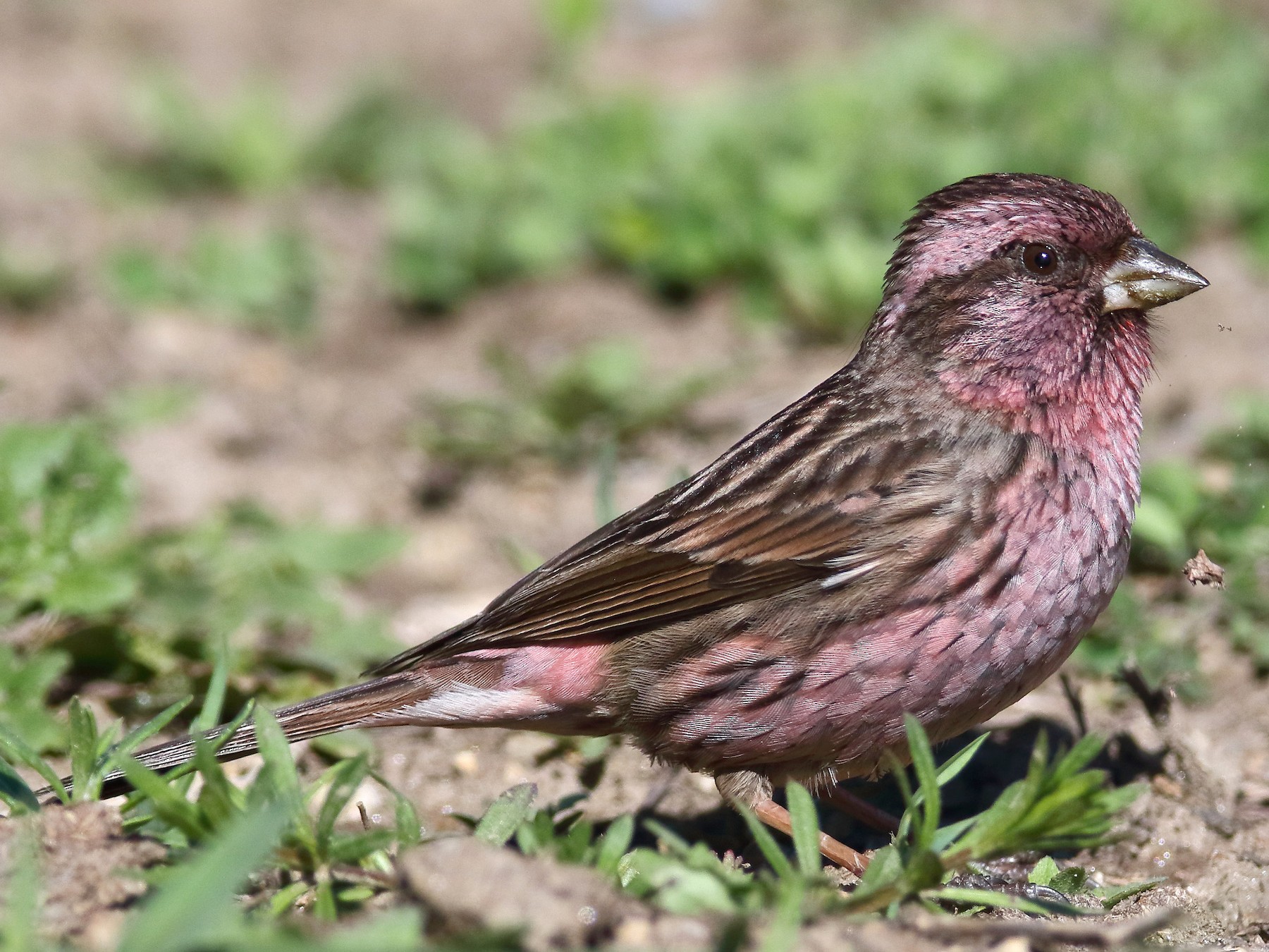 Himalayan Beautiful Rosefinch - eBird