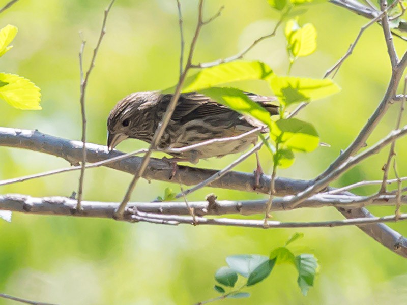 Chinese Beautiful Rosefinch - eBird