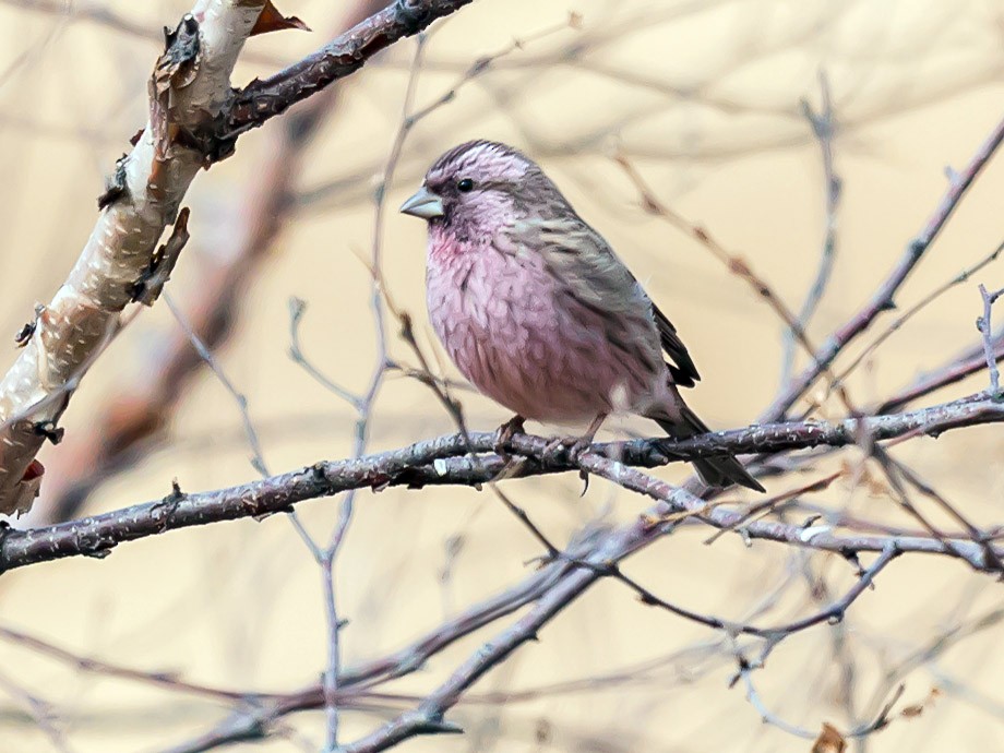 Chinese Beautiful Rosefinch - eBird
