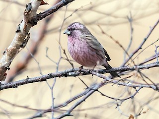 Chinese Beautiful Rosefinch - eBird