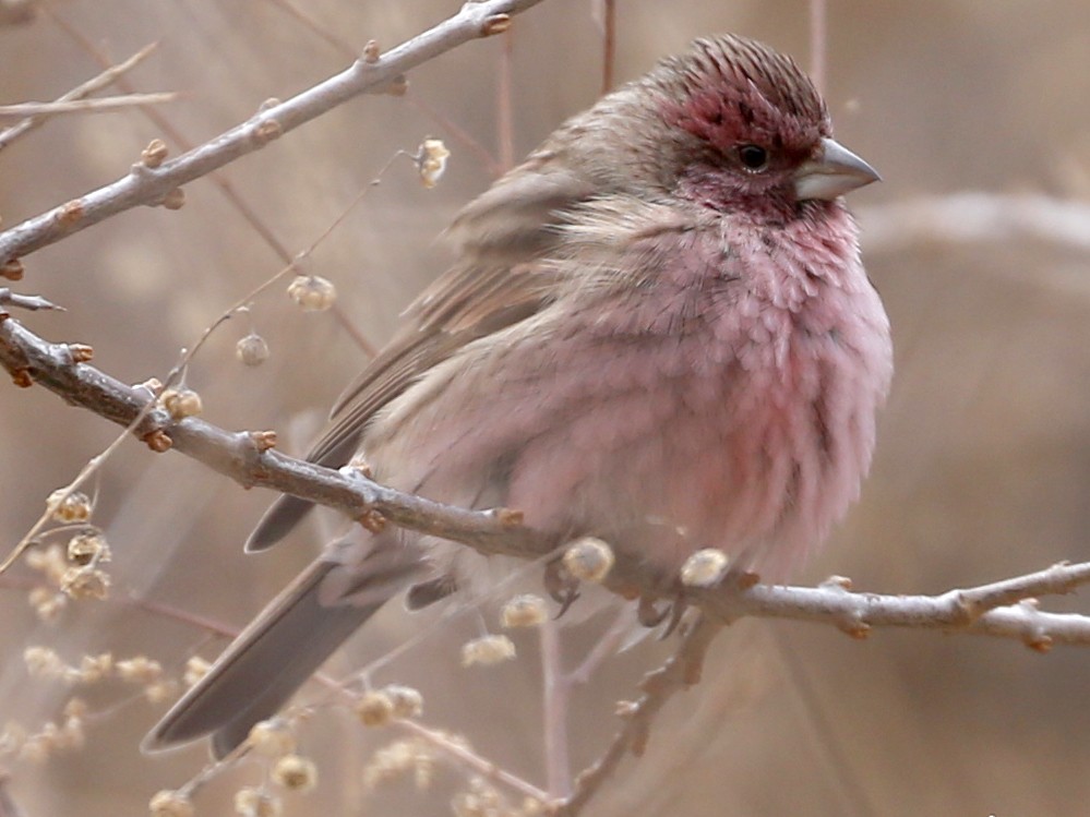 Chinese Beautiful Rosefinch - eBird