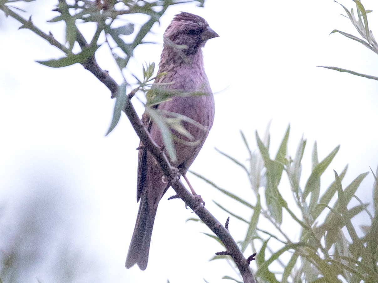 Chinese Beautiful Rosefinch - eBird