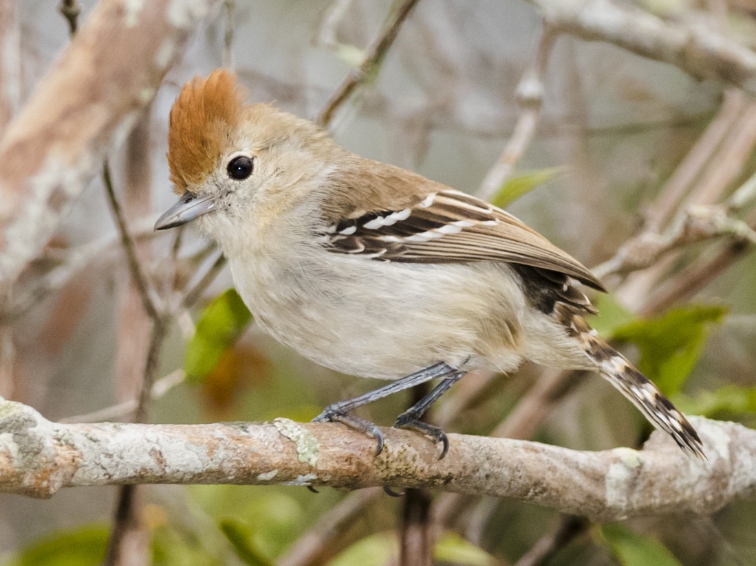 Batara à joues argent - eBird