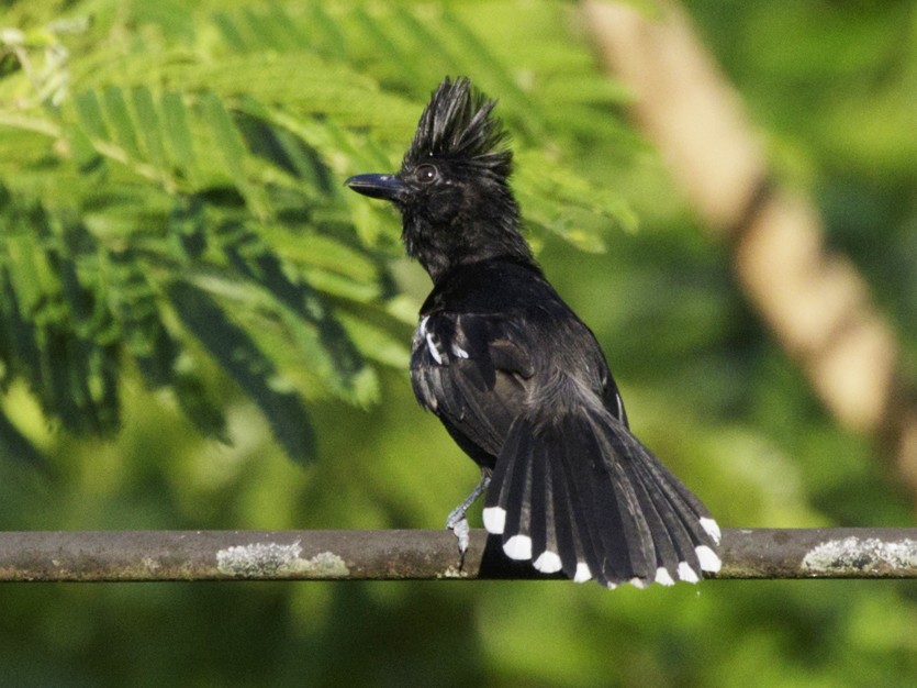 choca-d'água - eBird