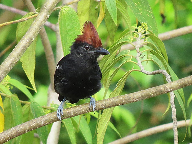 choca-d'água - eBird