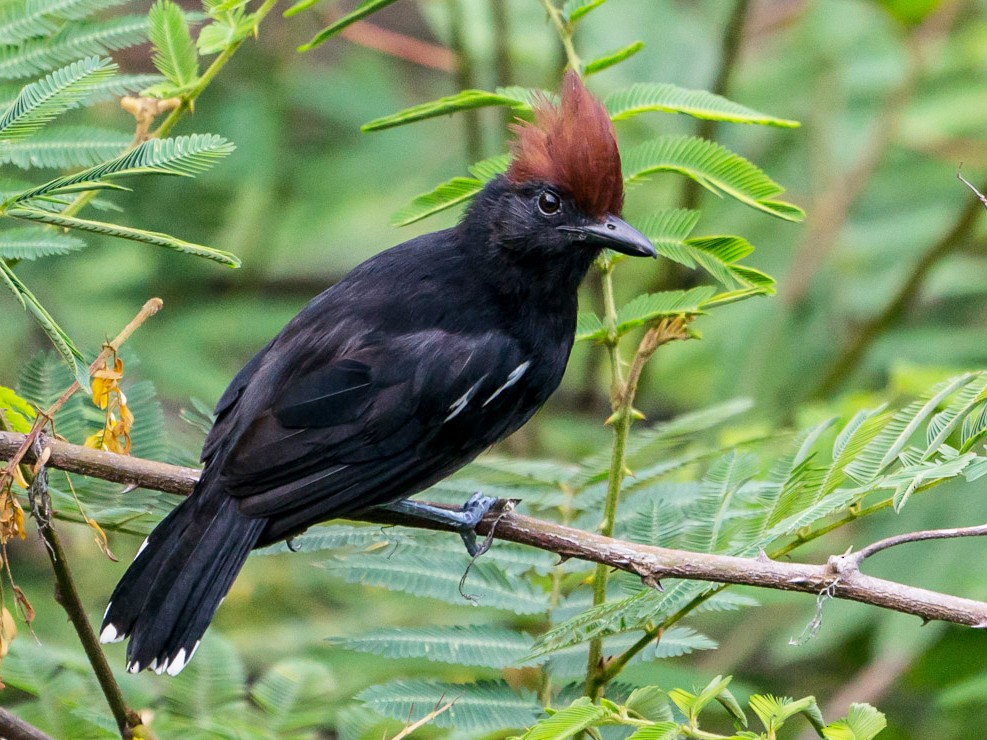 choca-d'água - eBird